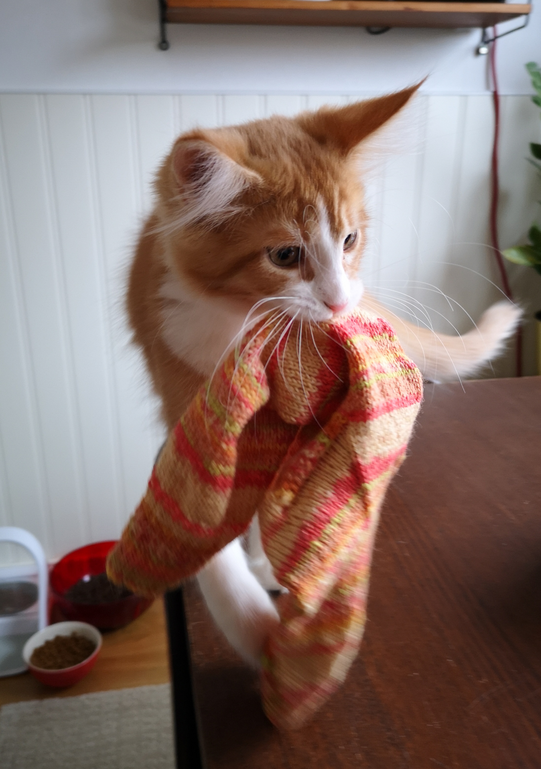 Socka – Sybo´s Maine Coon Katter
